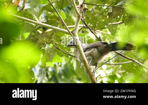 Bird long tail Stock Videos & Footage - HD and 4K Video Clips - Alamy