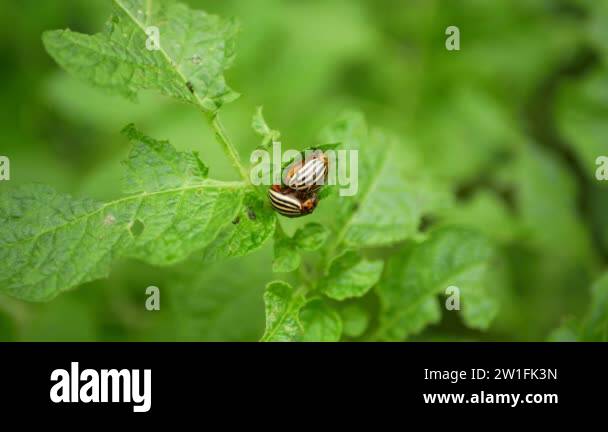 Beetle potato Colorado pest parasite, mating mated males and females ...