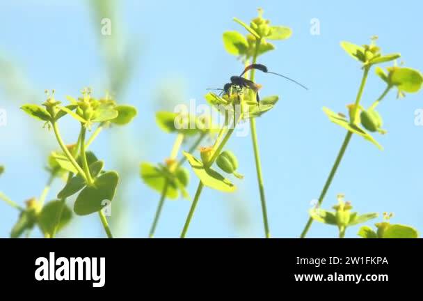 Hymenoptera: Ichneumonidae and Braconidae. Insect in extremely long ...