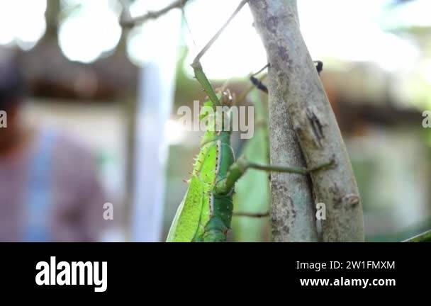 Tropical tree hopper Stock Videos & Footage - HD and 4K Video Clips - Alamy