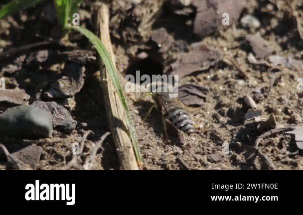 Cave nest Stock Videos & Footage - HD and 4K Video Clips - Alamy