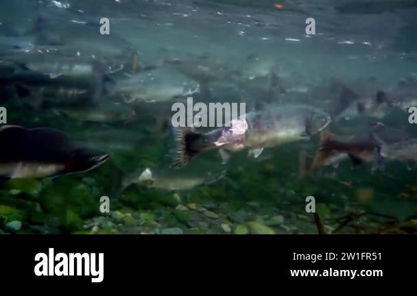 Injured Salmon fish with damaged skin underwater of Sea of Okhotsk ...