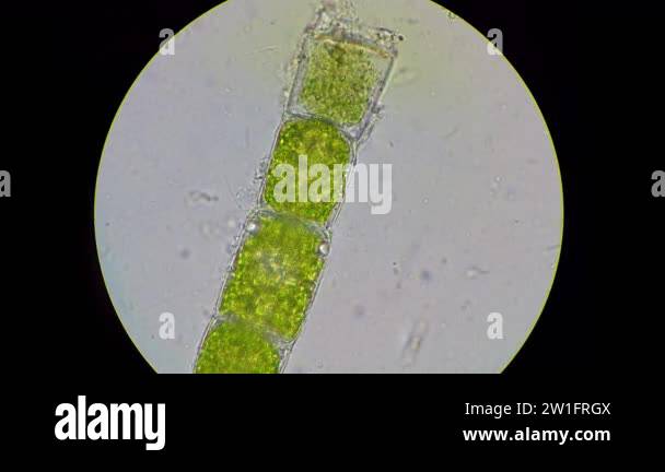Bacterial decomposition Stock Videos & Footage - HD and 4K Video Clips - Alamy