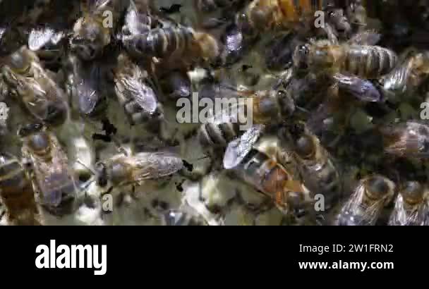 European Honey Bees, apis mellifera, Bee Hive in Normandy, Real Time 4K ...