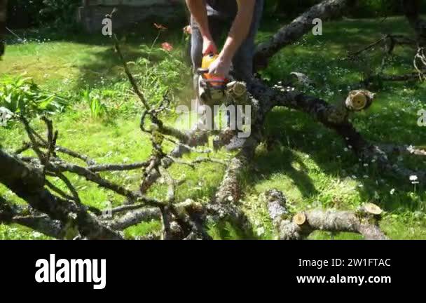 Gimbal tree Stock Videos & Footage - HD and 4K Video Clips - Alamy