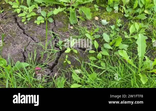 Parched and cracked ground with crops growing and crisis of water for ...