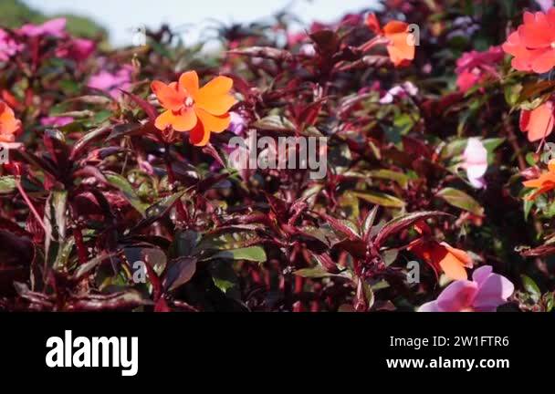 Tropical landscaping flowering plants Stock Videos & Footage - HD and ...