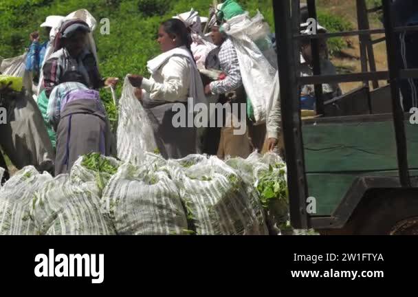 Local plantation Stock Videos & Footage - HD and 4K Video Clips - Alamy