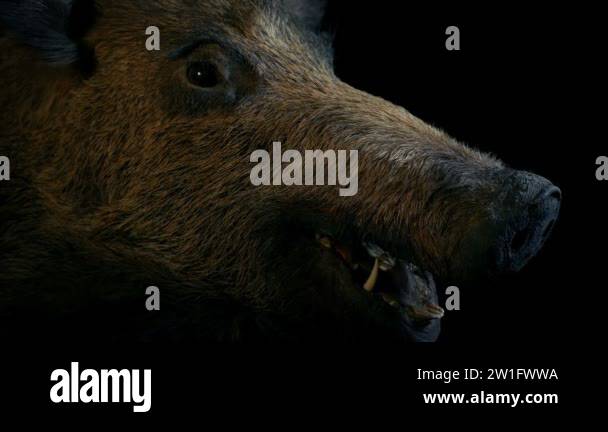 Hunting trophy head Stock Videos & Footage - HD and 4K Video Clips - Alamy