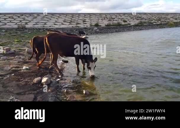 A herd of cows drinking water from the lake. Cattle. Mammals on the ...