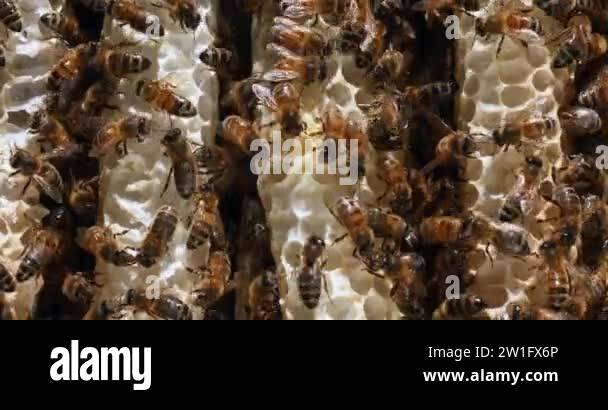 Wild bee hive Stock Videos & Footage - HD and 4K Video Clips - Alamy
