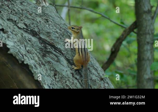 Nervous squirrel Stock Videos & Footage - HD and 4K Video Clips - Alamy