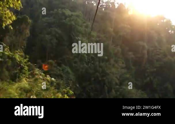 Jungle canopy zip lining Stock Videos & Footage - HD and 4K Video Clips ...