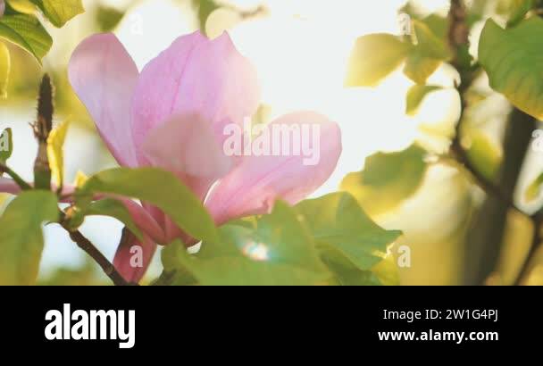 Magnolia tree blossoms. SLOW MOTION. Lens Flare. Filmed in 4K DCi ...