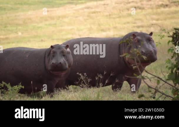 Hippo looking camera in Stock Videos & Footage - HD and 4K Video Clips ...