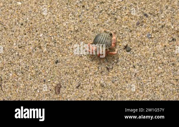 Slowmotion of hermit crab walking over garbage from used medical masks ...
