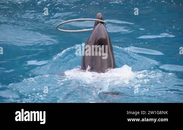 Flipper over face Stock Videos & Footage - HD and 4K Video Clips - Alamy