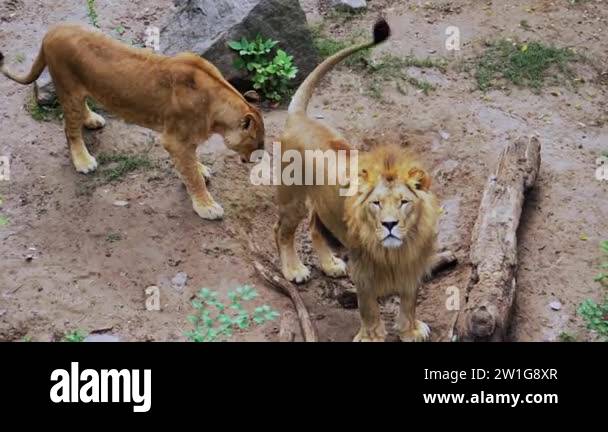 Lion and lioness in zoo, danger wild animals, lions flock in national ...