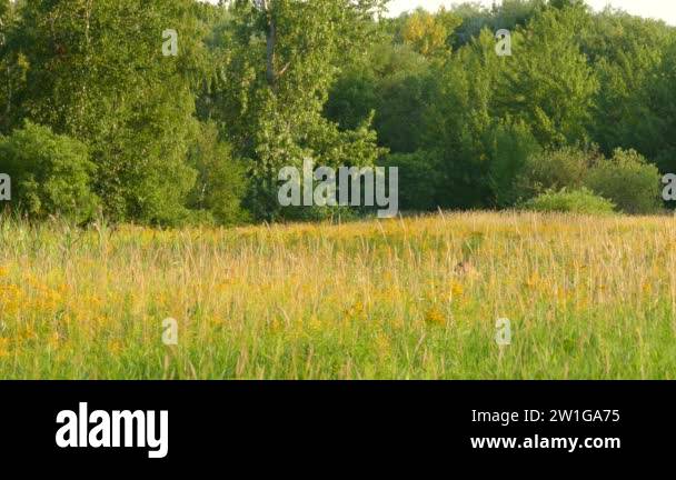 Hidden in plain view Stock Videos & Footage - HD and 4K Video Clips - Alamy