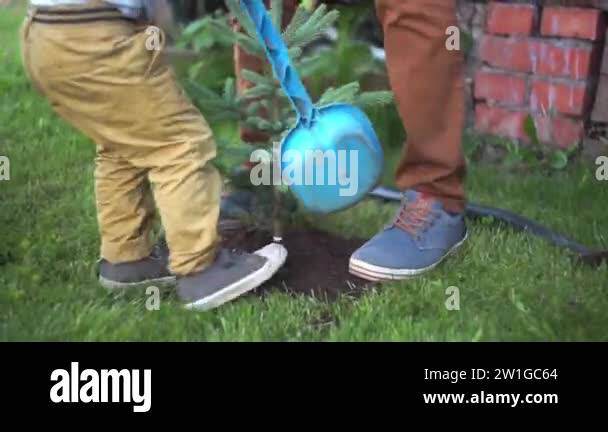 feet of the father and his small son stamp the ground to plant a fur ...