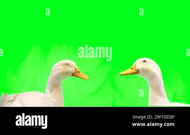 Two white ducks are talking among themselves on an isolated green ...