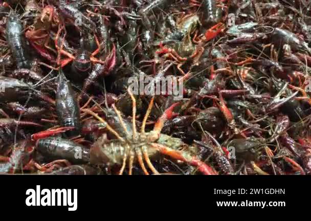 Crab shellfish traps stacked Stock Videos & Footage - HD and 4K Video ...