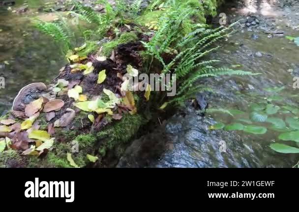 Dead tree fern trunk Stock Videos & Footage - HD and 4K Video Clips - Alamy