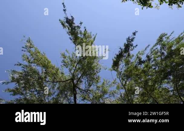 Camera looks up directly below willow tree branches shaking by calm ...