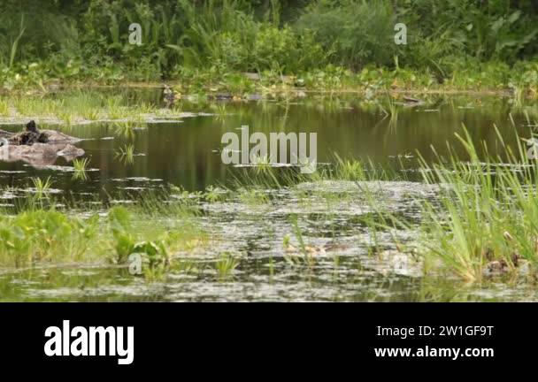 Boggy landscape Stock Videos & Footage - HD and 4K Video Clips - Alamy