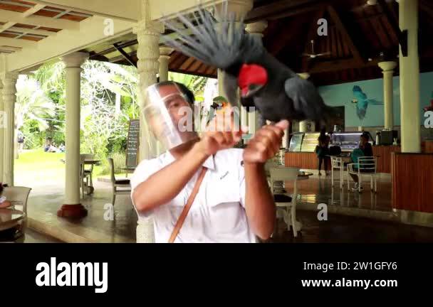 Palm cockatoo spreading its wings and taking peanut from persons hand ...