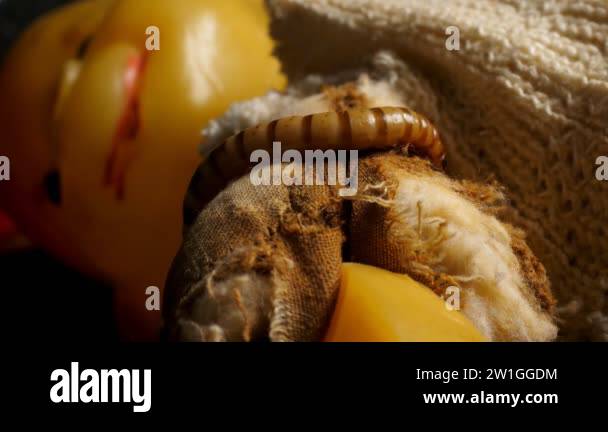 Terrifying insects Stock Videos & Footage - HD and 4K Video Clips - Alamy