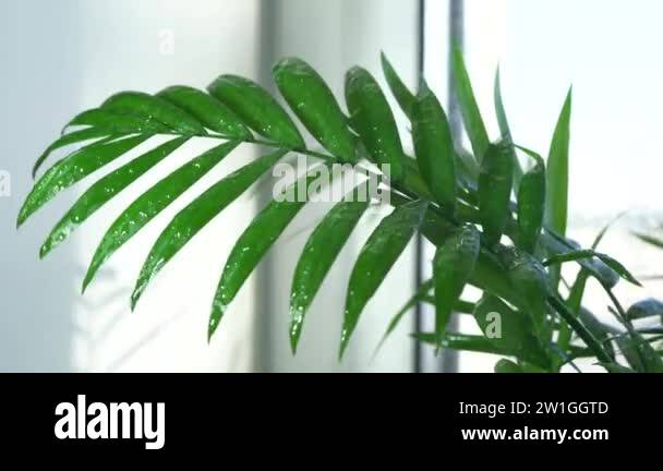 Areca flower Stock Videos & Footage - HD and 4K Video Clips - Alamy
