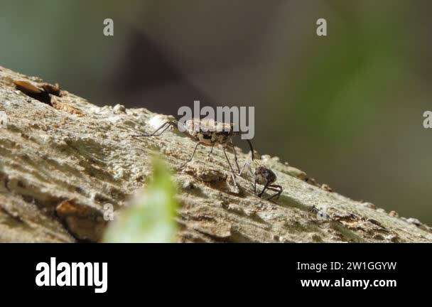 Pin-hole borer beetles, Ambrosia beetles, is insect pests in the mating ...