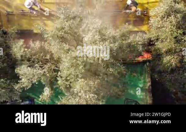 Olive Tree Shaker Harvester operation supported by four Pole beating ...