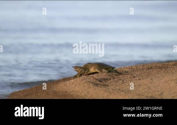 Chinese trionyx (Pelodiscus sinensis) is a freshwater turtle, a member ...
