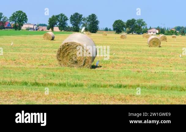 Italian hay roll Stock Videos & Footage - HD and 4K Video Clips - Alamy