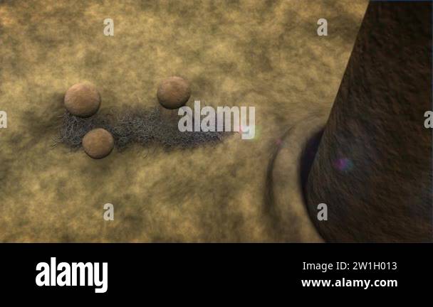 antibiotic action on the fungus infections, antibiotic and fungal ...