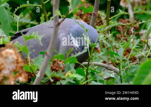 The common wood pigeon is a large species in the dove and pigeon family ...