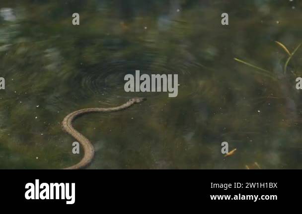 Water Snake Swims through River of Swamp Thickets and Algae Stock Video ...