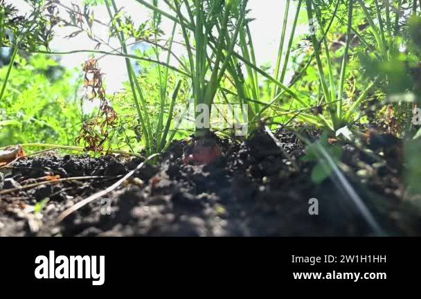 Pulled out of ground Stock Videos & Footage - HD and 4K Video Clips - Alamy