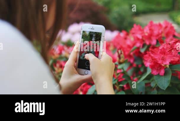 Woman shooting flowers on smartphone. SLOW MOTION. Lens Flare. Filmed ...