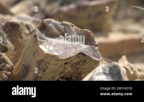Petrified forest in which tree trunks have fossilized. Silicified trunk ...
