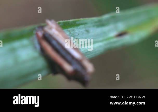 Microcaddisflies or purse-case caddisflies, Larva emerging from case ...