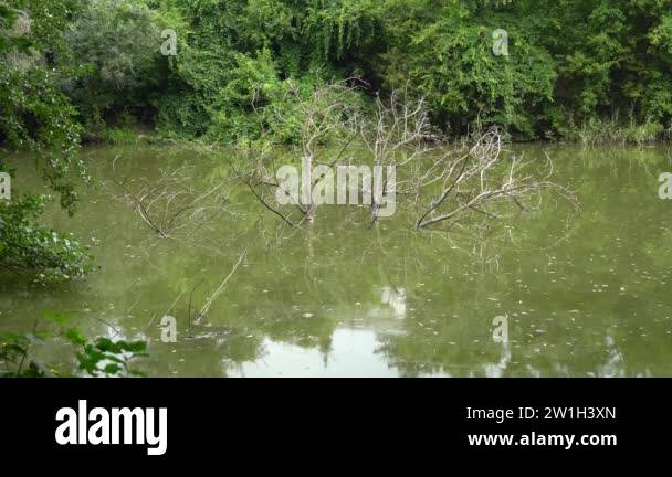 Disgustingly dirty water, duckweed. Ecological catastrophy. Polluted ...