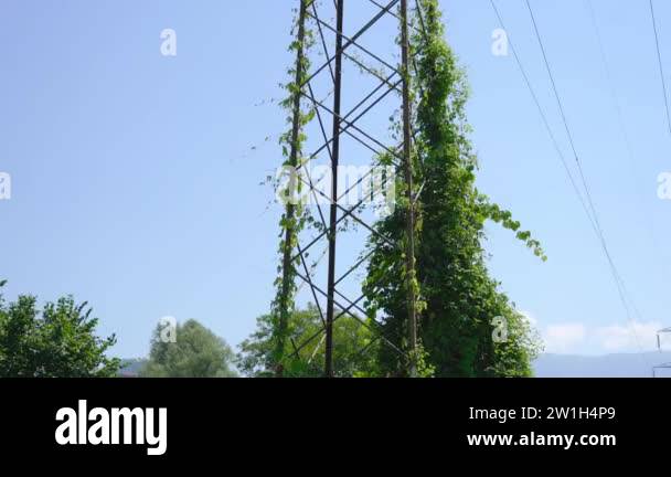 Electrical cable plants Stock Videos & Footage - HD and 4K Video Clips ...