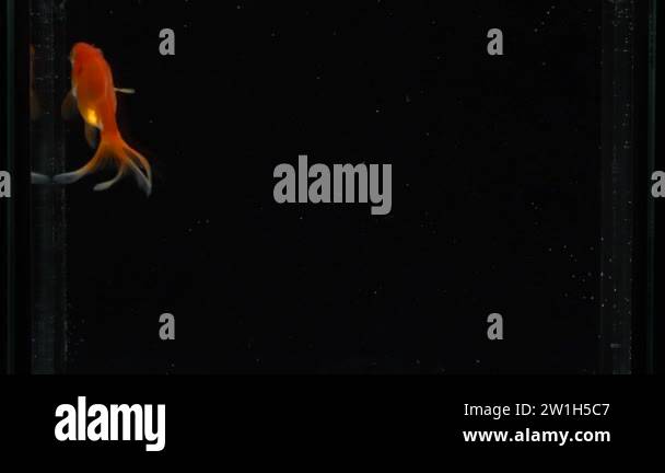 Gold fish swimming in circles and different directions on black ...