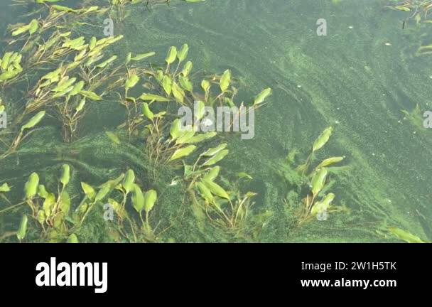 Floating pondweed potamogeton natans Stock Videos & Footage - HD and 4K ...