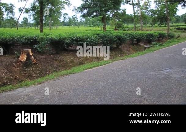 Bangladesh tea field Stock Videos & Footage - HD and 4K Video Clips - Alamy