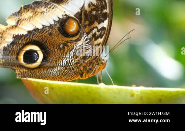 Sweet owl Stock Videos & Footage - HD and 4K Video Clips - Alamy