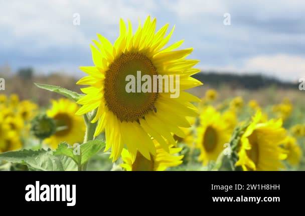 Sunflower blooms on a hot day. The sun shines through the sunflower ...